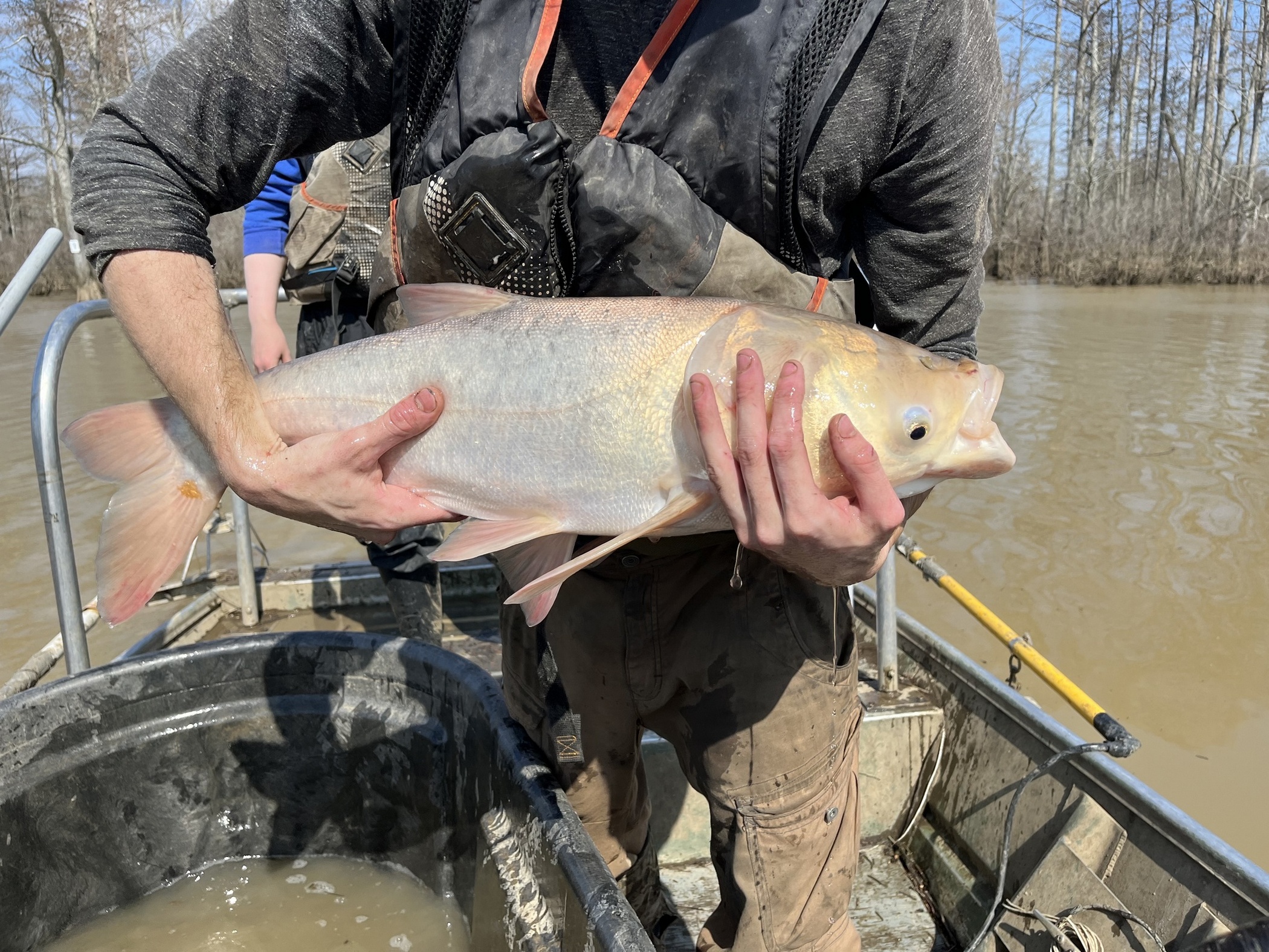 Hypophthalmichthys nobilis (Richardson, 1845)